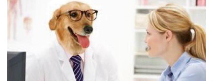 Dogtor: el divertido meme del perro y sus consejos médicos — Radio Corazón