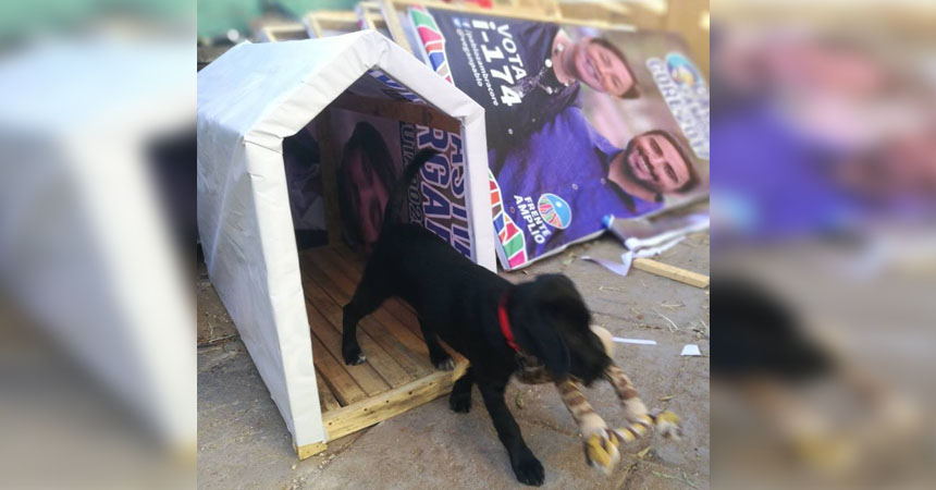 CORE electo convirtió su propaganda en casas para que perros callejeros ...