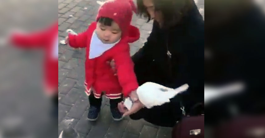 El vídeo de la niña y la paloma que se convirtió en viral — Radio Corazón