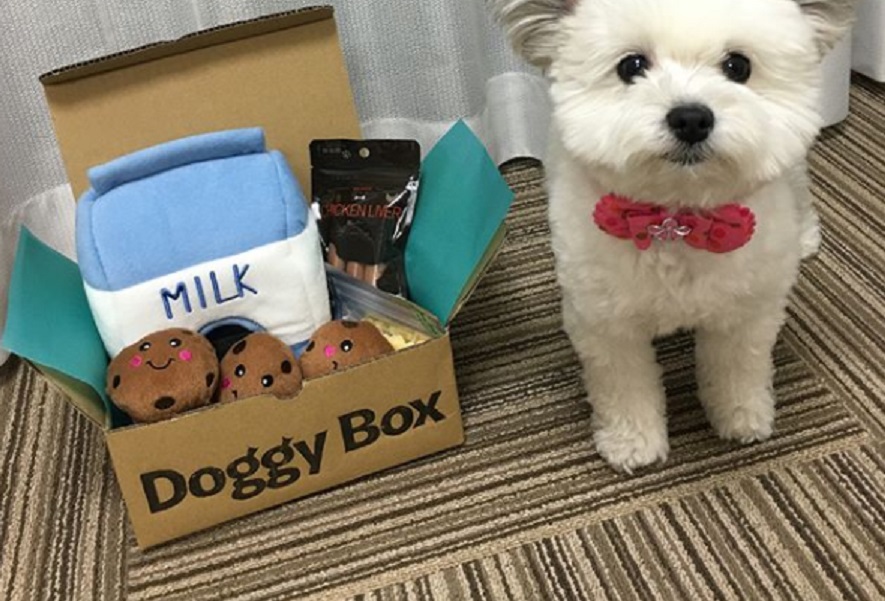 Conoce al "Perro Mickey" que conquista corazones en redes sociales ...