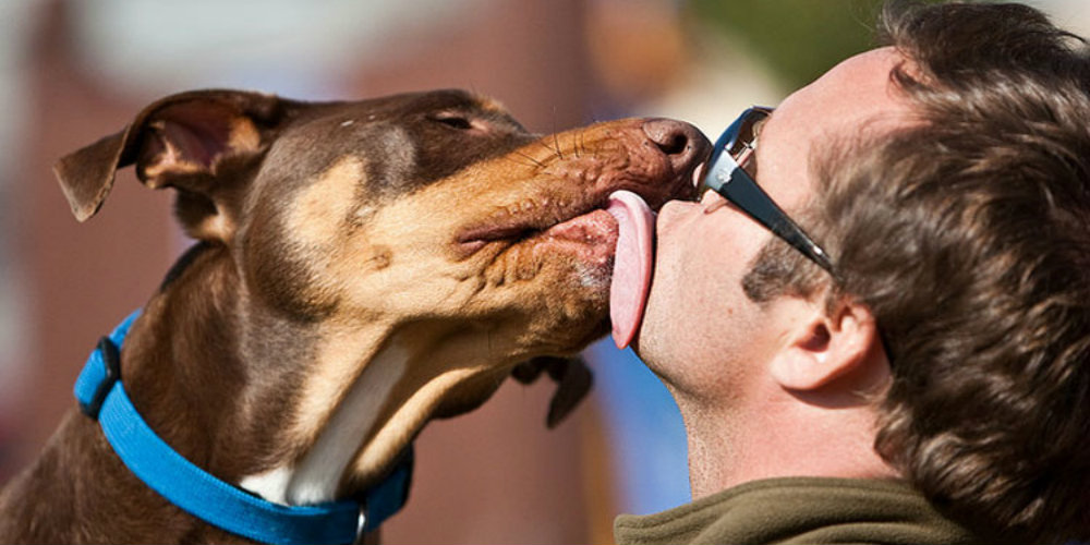 Cuidado Doglovers: Darle besitos a los perros puede provocar Hidatidosis — Radio Corazón