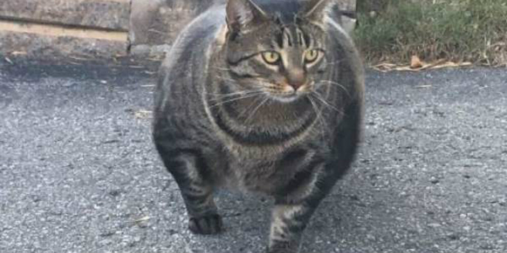 Como para envidiarlo: «Catzenegger», el gato musculoso que la rompe en ...