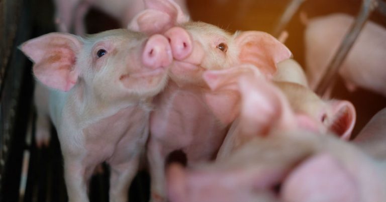 Cuco pasan en Argentina por cerdo que nació con "rostro humano" — Radio ...