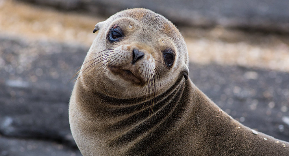 Foca ayuda a detener a traficantes que escondían 485 mil millones en ...