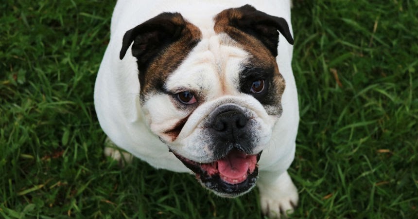 ¿Por qué los perros caminan en círculos antes de acostarse? — Radio Corazón