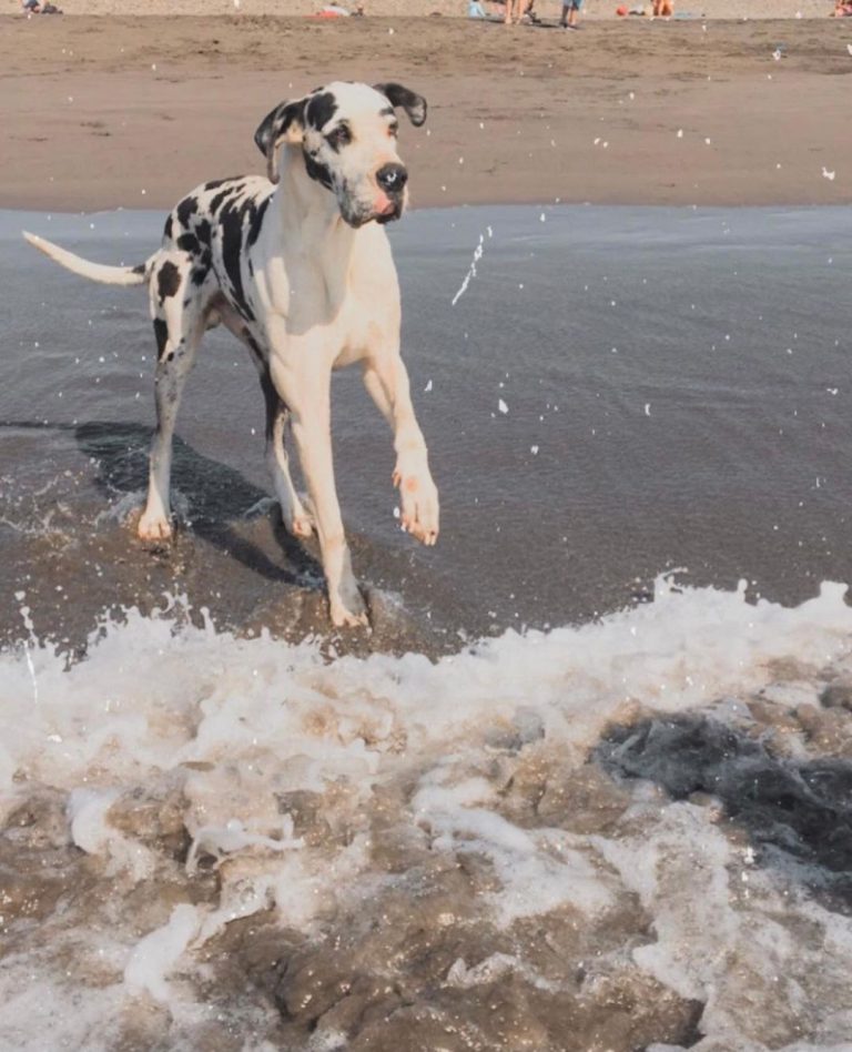 La emocionante historia de Santi, el perro que se hizo viral para ...