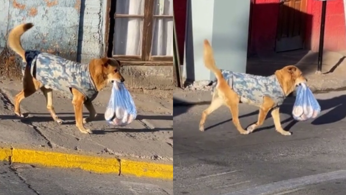 ¡Ternura total! Perrito se viraliza por llevar una bolsa de pan hasta ...