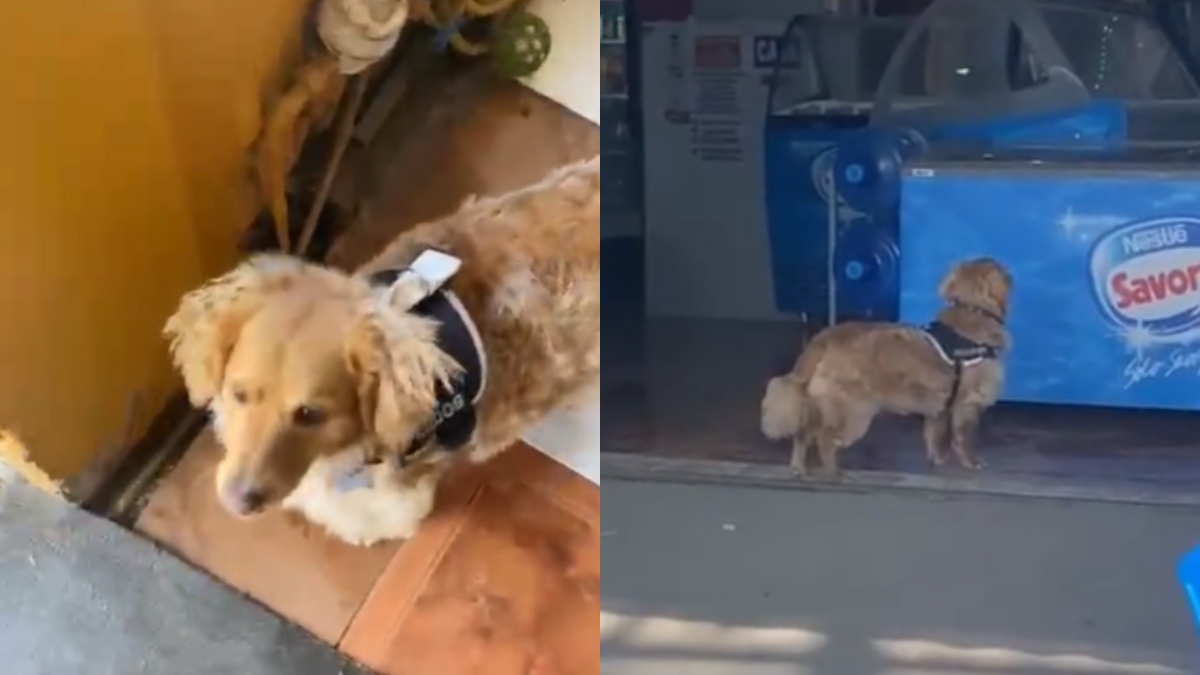 ¡Va a comprar solito! El perro chileno que es viral en Tik Tok — Radio ...
