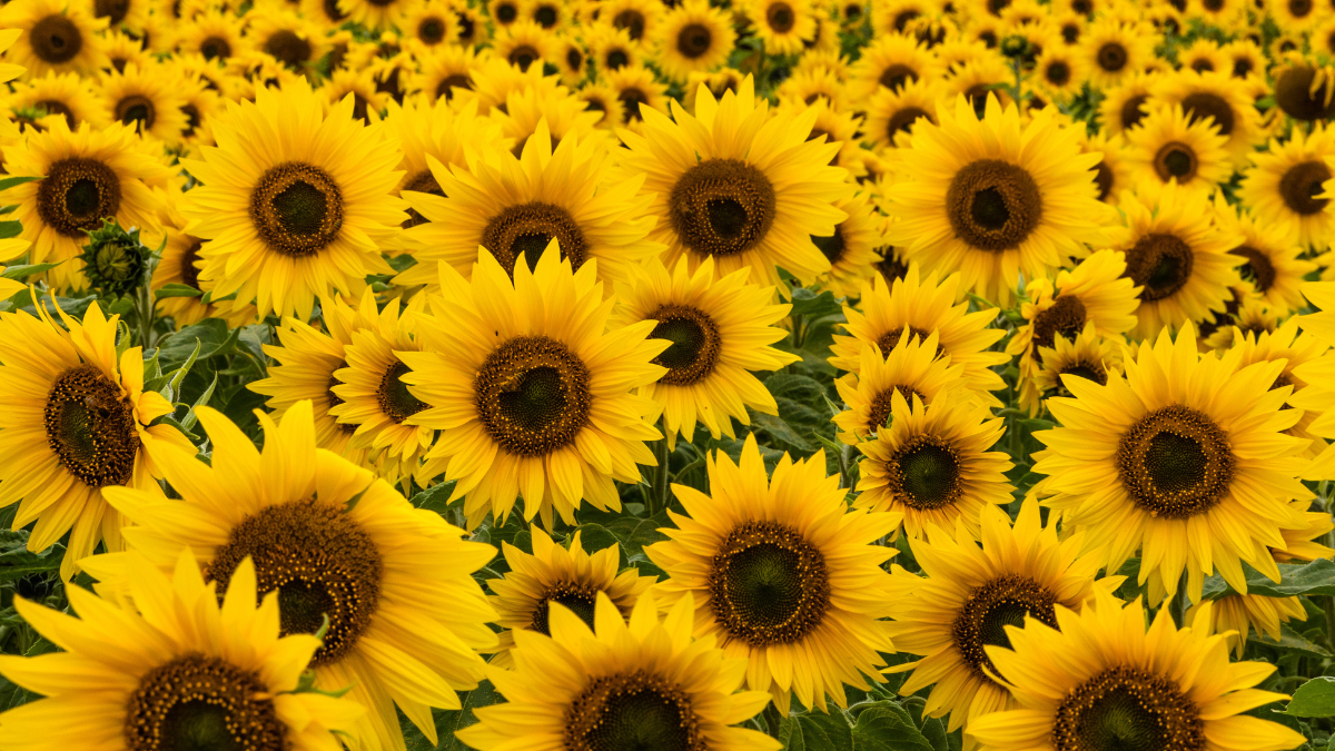 ¿Por qué hoy 21 de marzo se regalan flores amarillas en Chile? — Radio ...