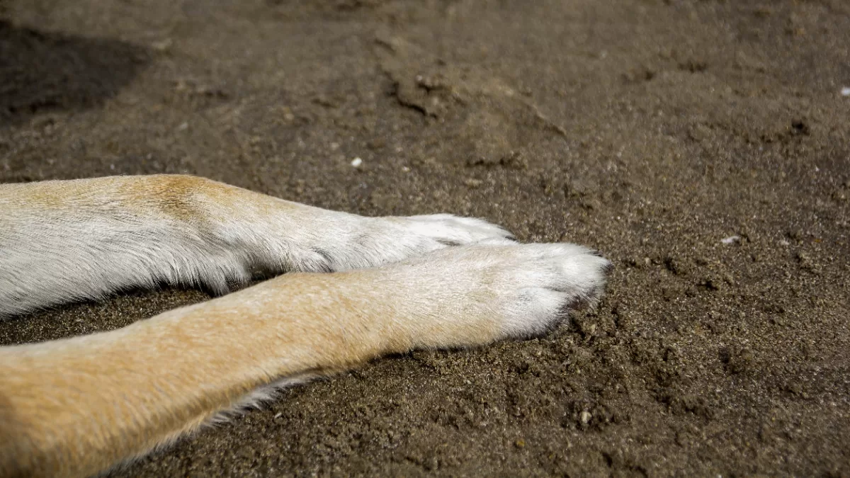 Maltrato animal en La Serena: Perro callejero fue apuñalado por ...
