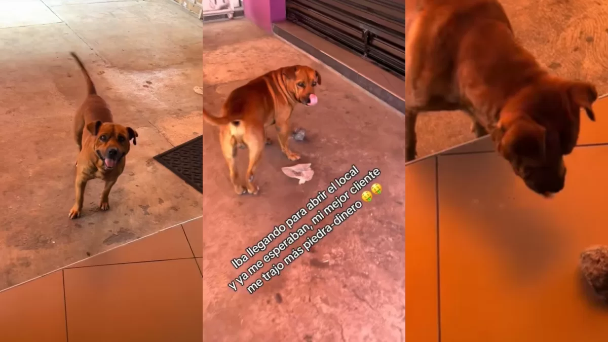 El peculiar viral de perrito que pide comida pagando con piedras: "Ya ...